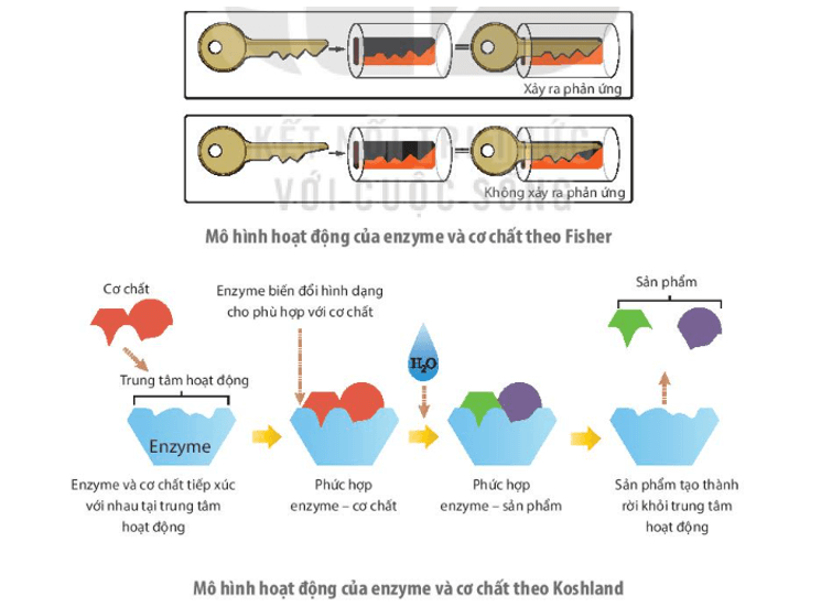 Hãy phân tích mô hình hoạt động của enzyme và cơ chất theo Fisher (1894 ...